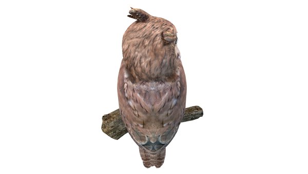 Eastern screech owl model - TurboSquid 1608854