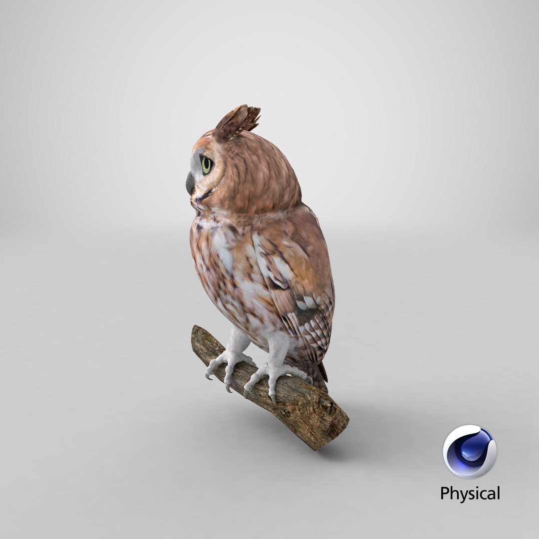 Eastern Screech Owl Model - TurboSquid 1608854