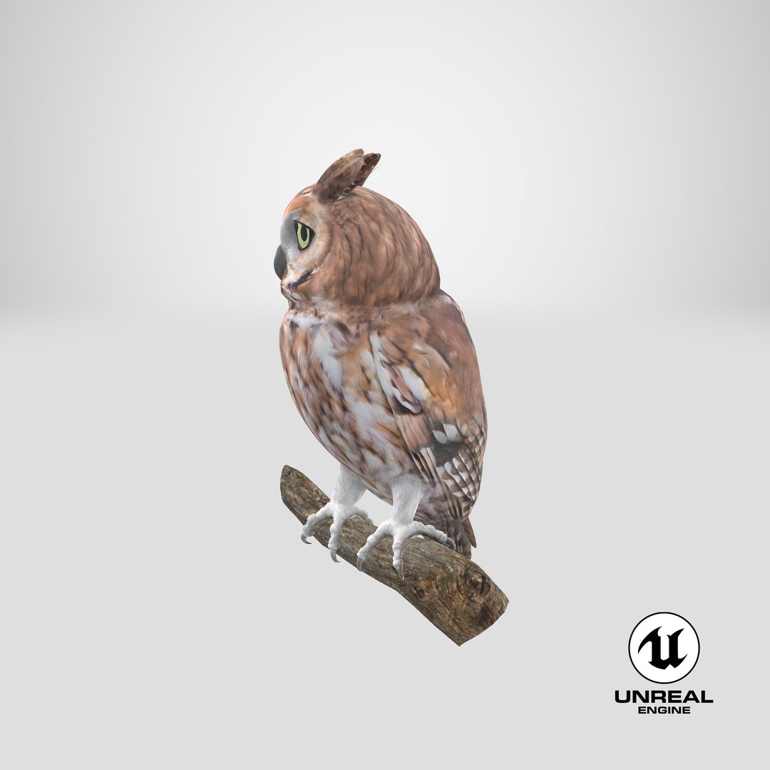 Eastern Screech Owl Model - TurboSquid 1608854