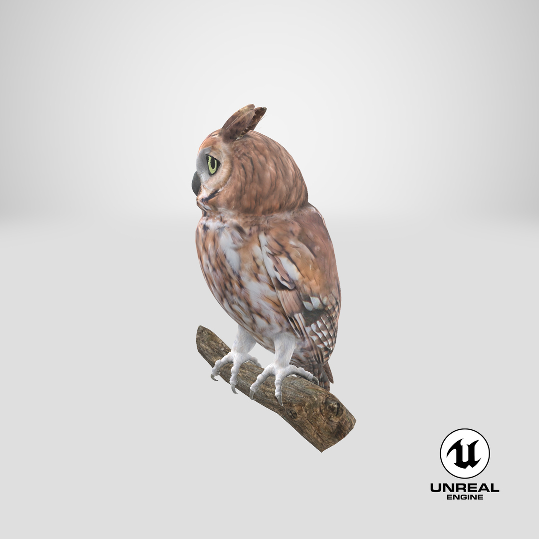 Eastern screech owl model - TurboSquid 1608854