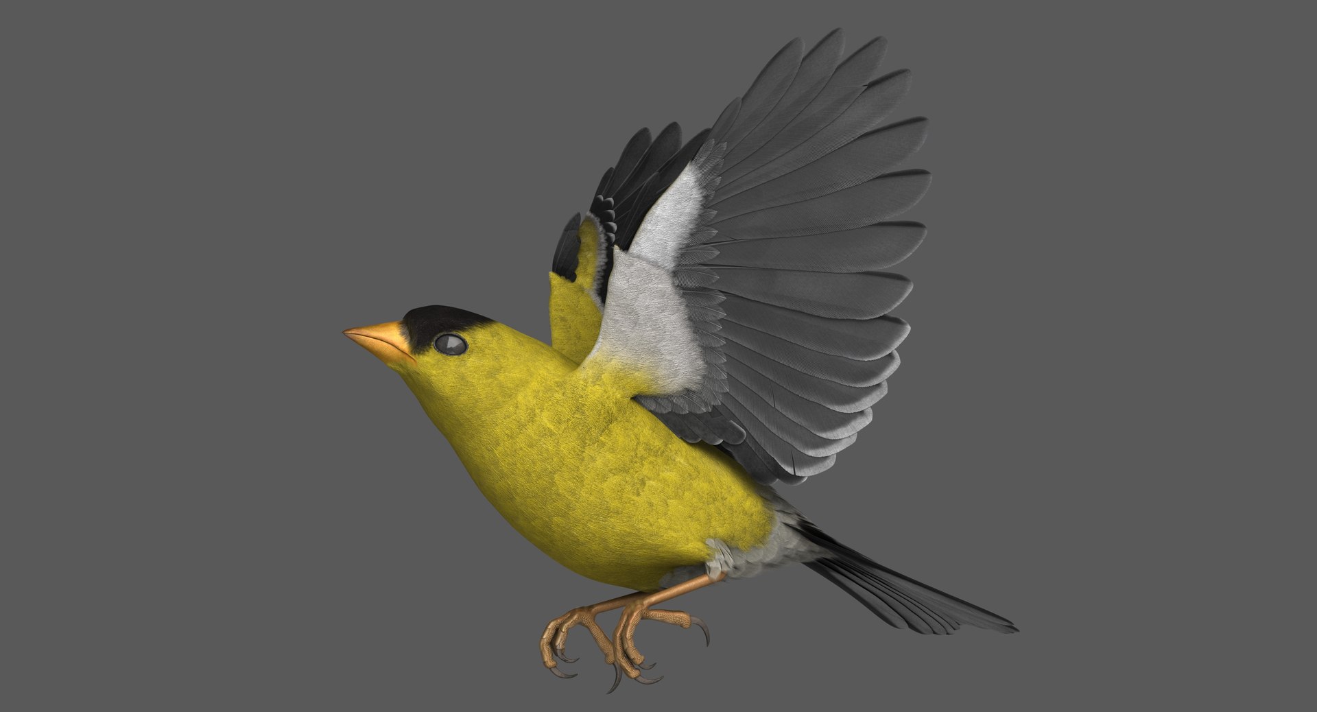 3D American Goldfinch Animation 2 - TurboSquid 1386915