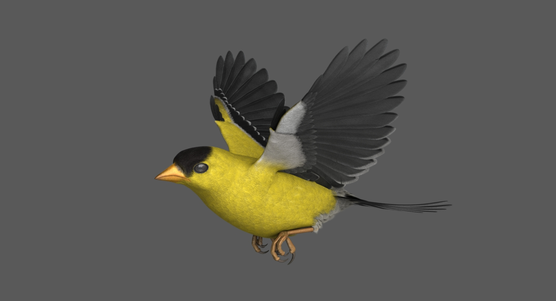 3D American Goldfinch Animation 2 - TurboSquid 1386915