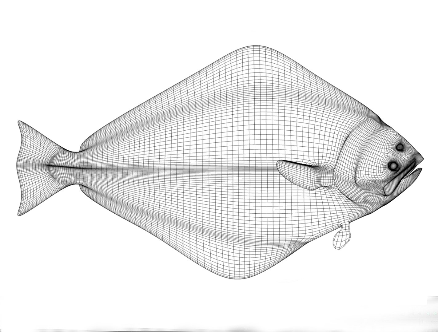 Atlantic Halibut 3d Model
