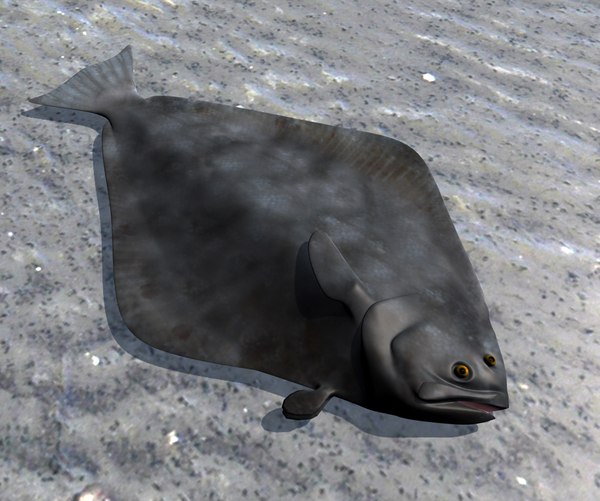 atlantic halibut 3d model