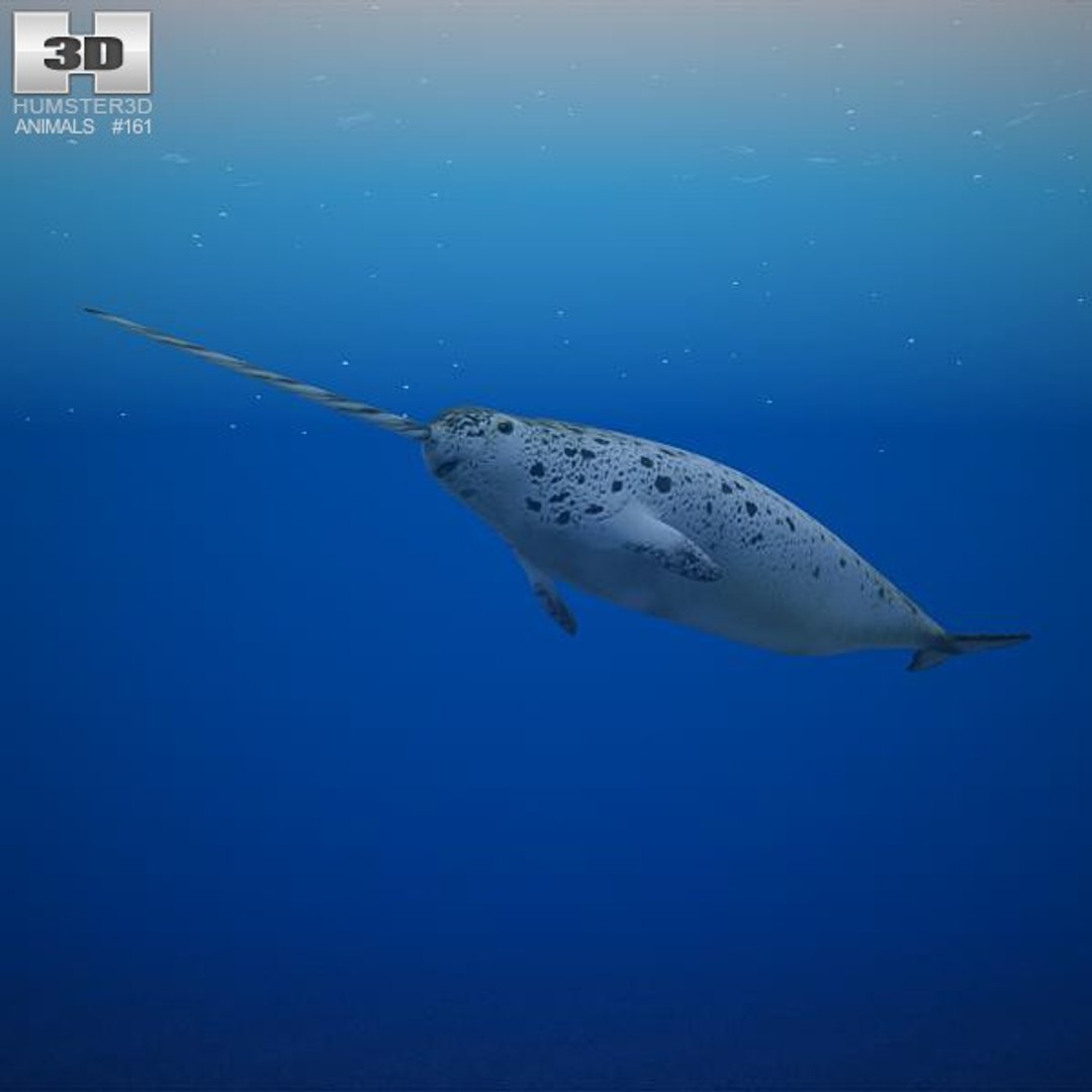 narwhal 3ds
