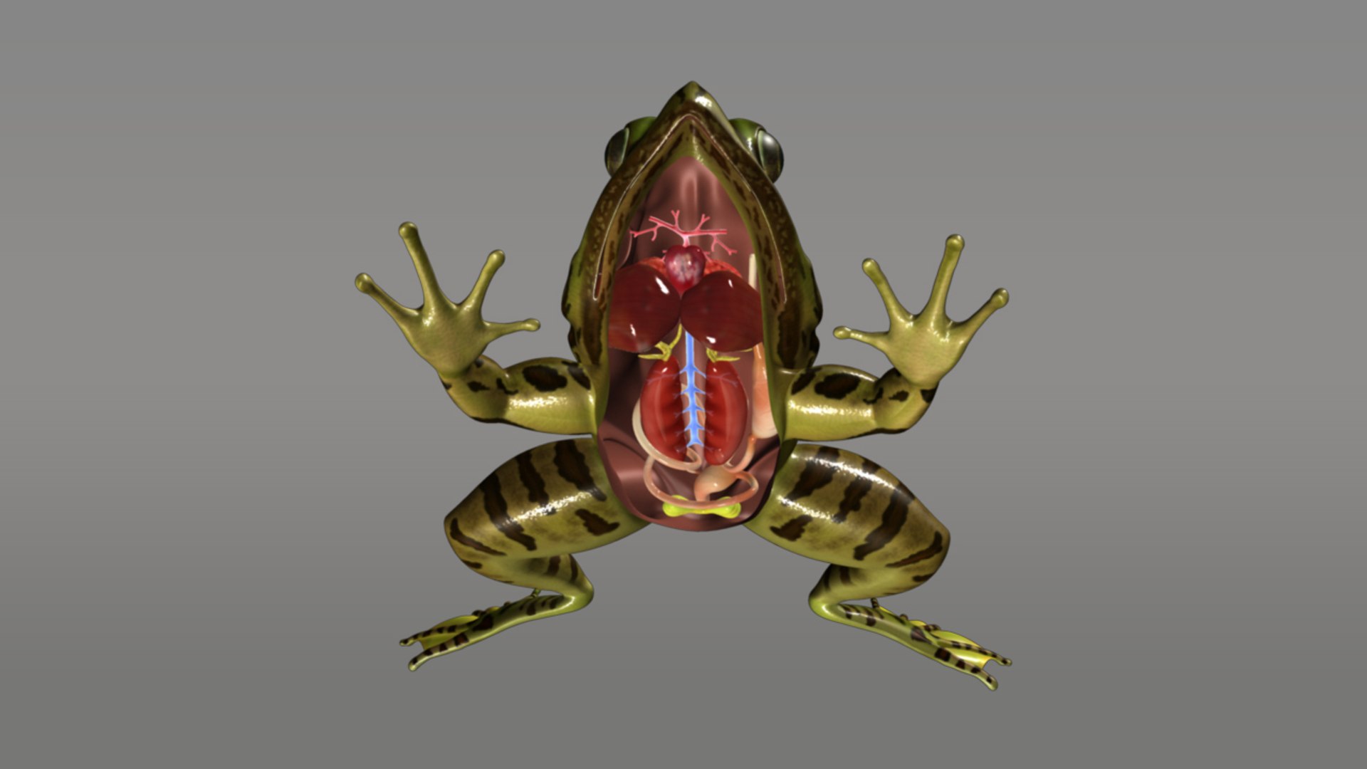 Frog Digestive Obj