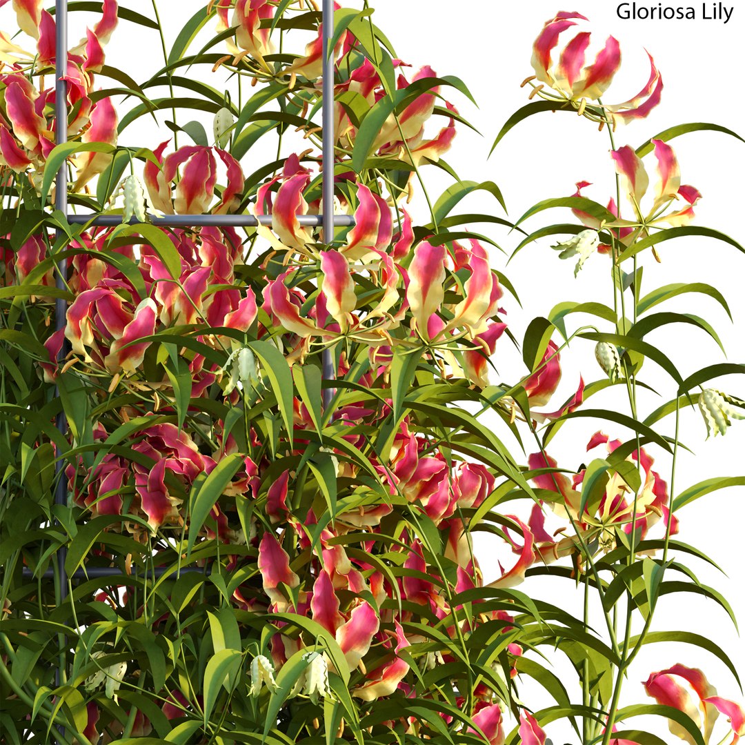 3D Gloriosa Lily - Flame Lily - Climbing Lily - TurboSquid 2027689