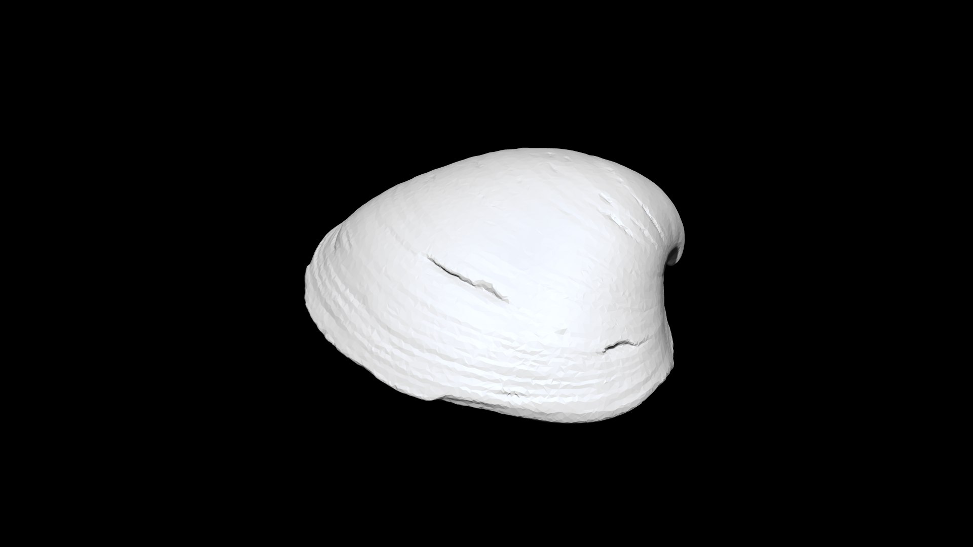 Seashell 013 3D CT Scan 3D Model - TurboSquid 1813732