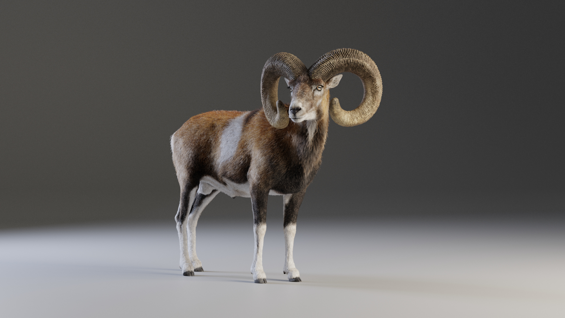 Ovis Ammon Male Animated 3D model - TurboSquid 2170320