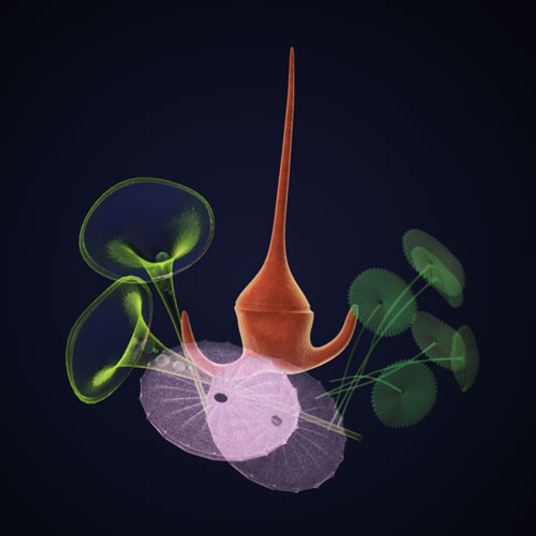 3d Protists Model