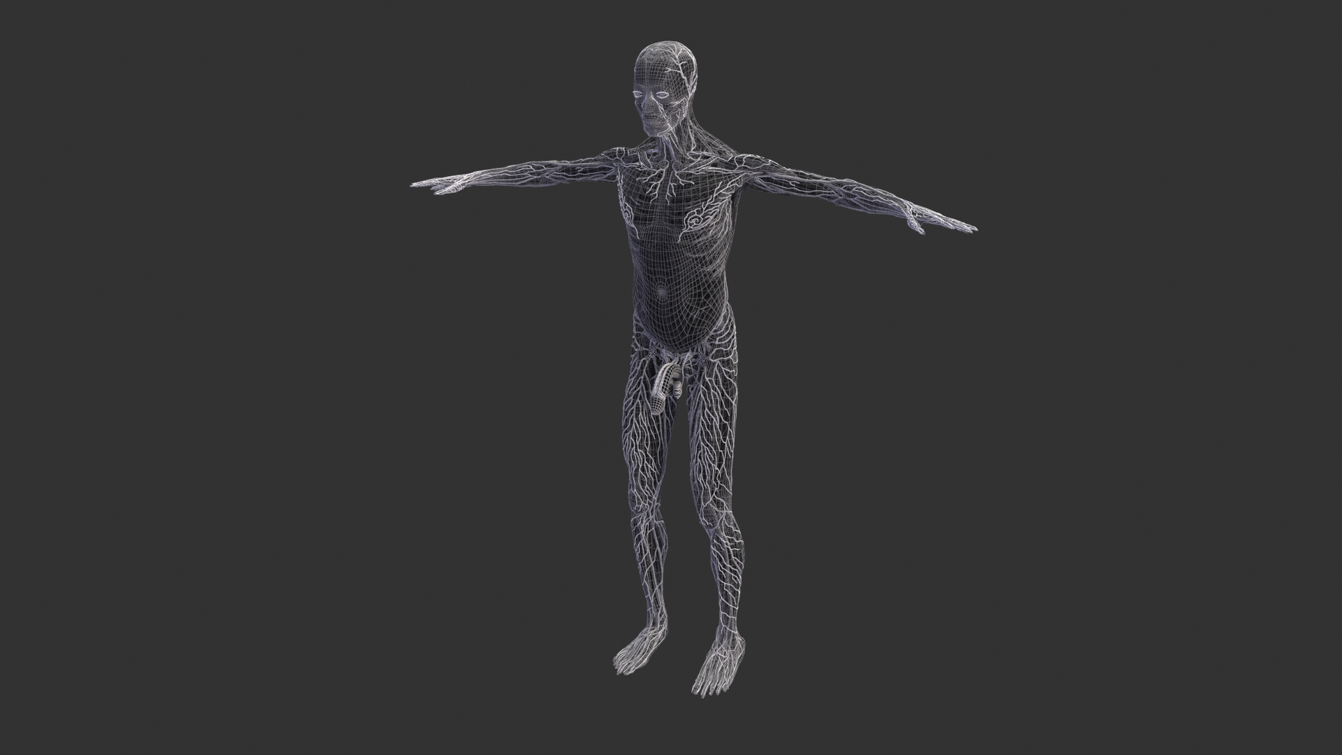 3D Realistic Complete Human Male Anatomy - TurboSquid 1722924