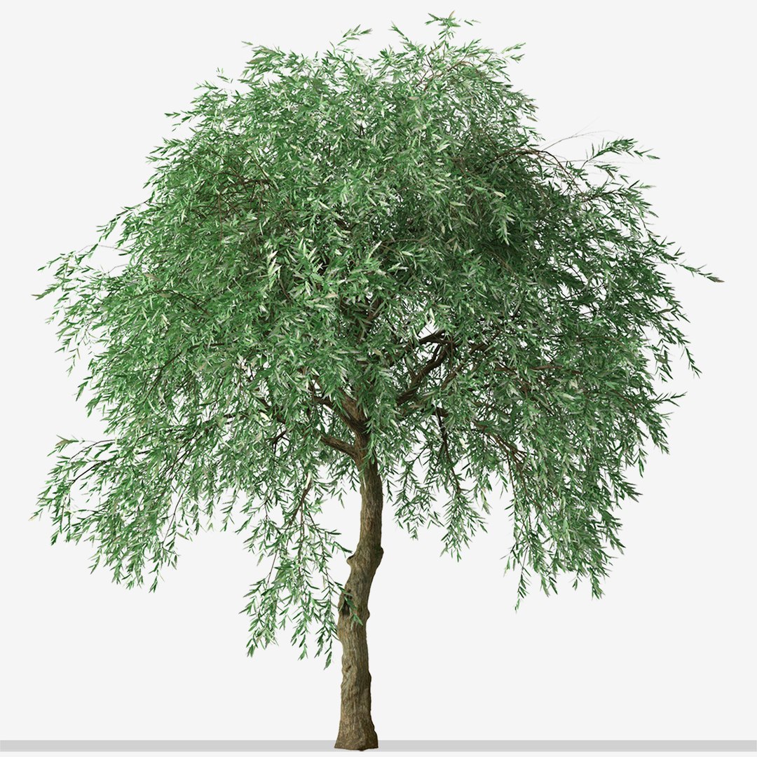 3D Set Of Pyrus Salicifolia Or Weeping Silver Leaved Pear Tree - 2 ...