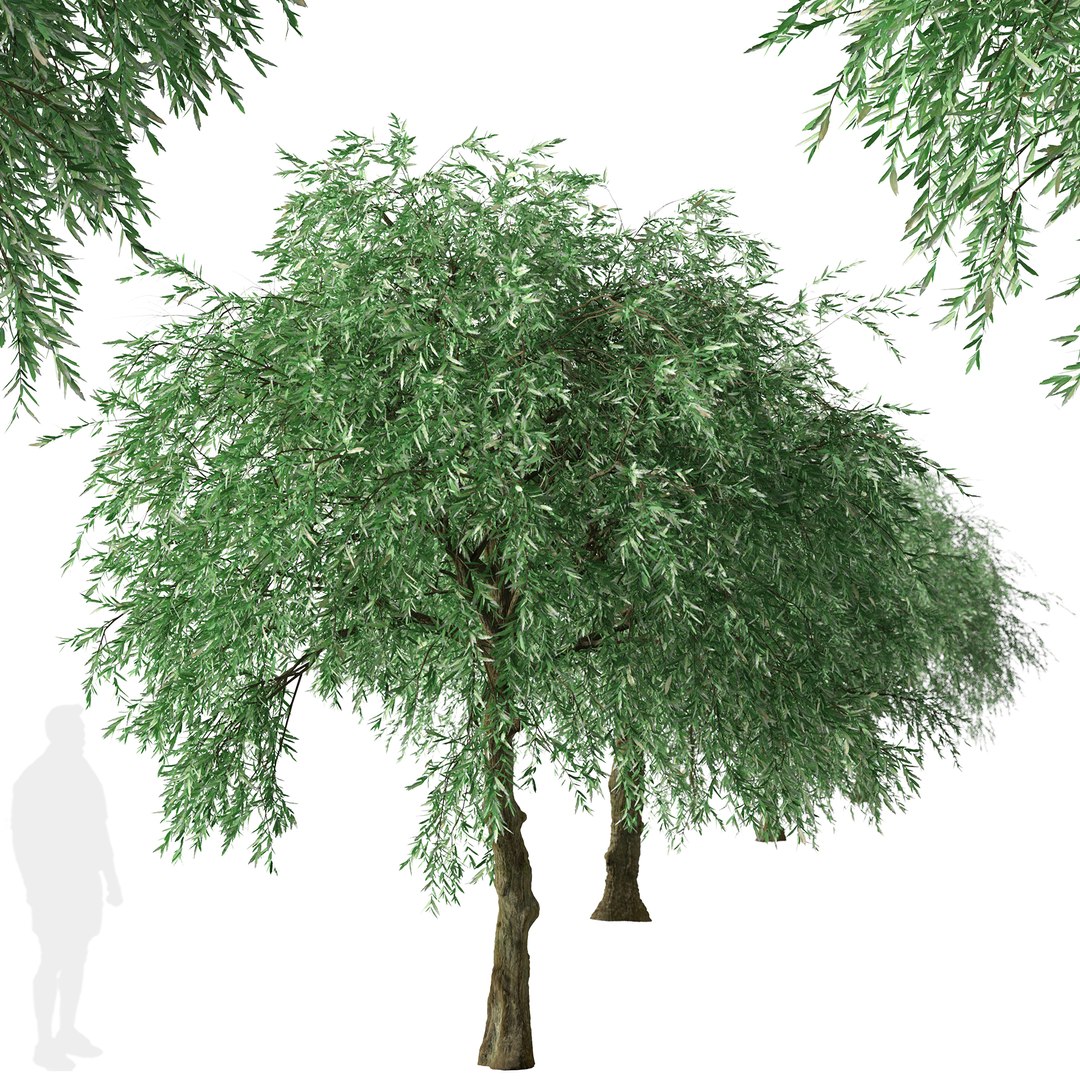 3D Set Of Pyrus Salicifolia Or Weeping Silver Leaved Pear Tree - 2 ...