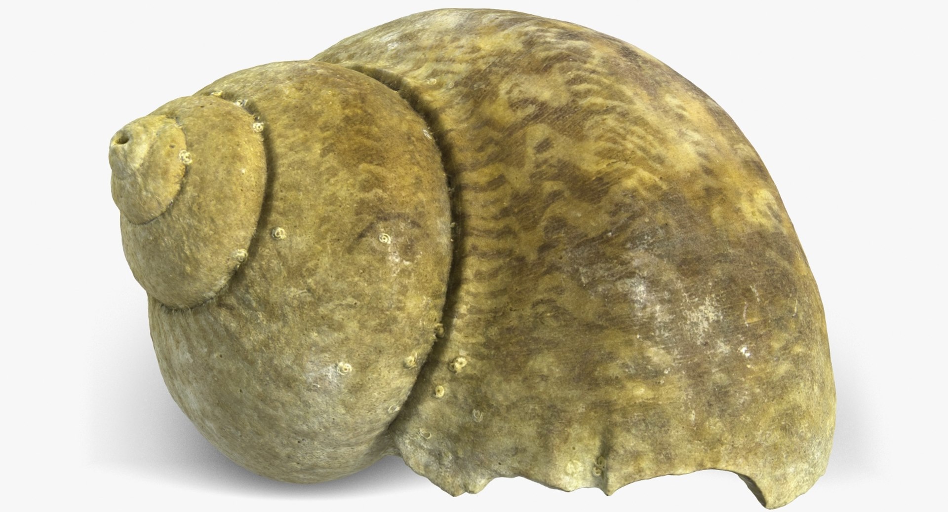 3d Model Of Snail Shell