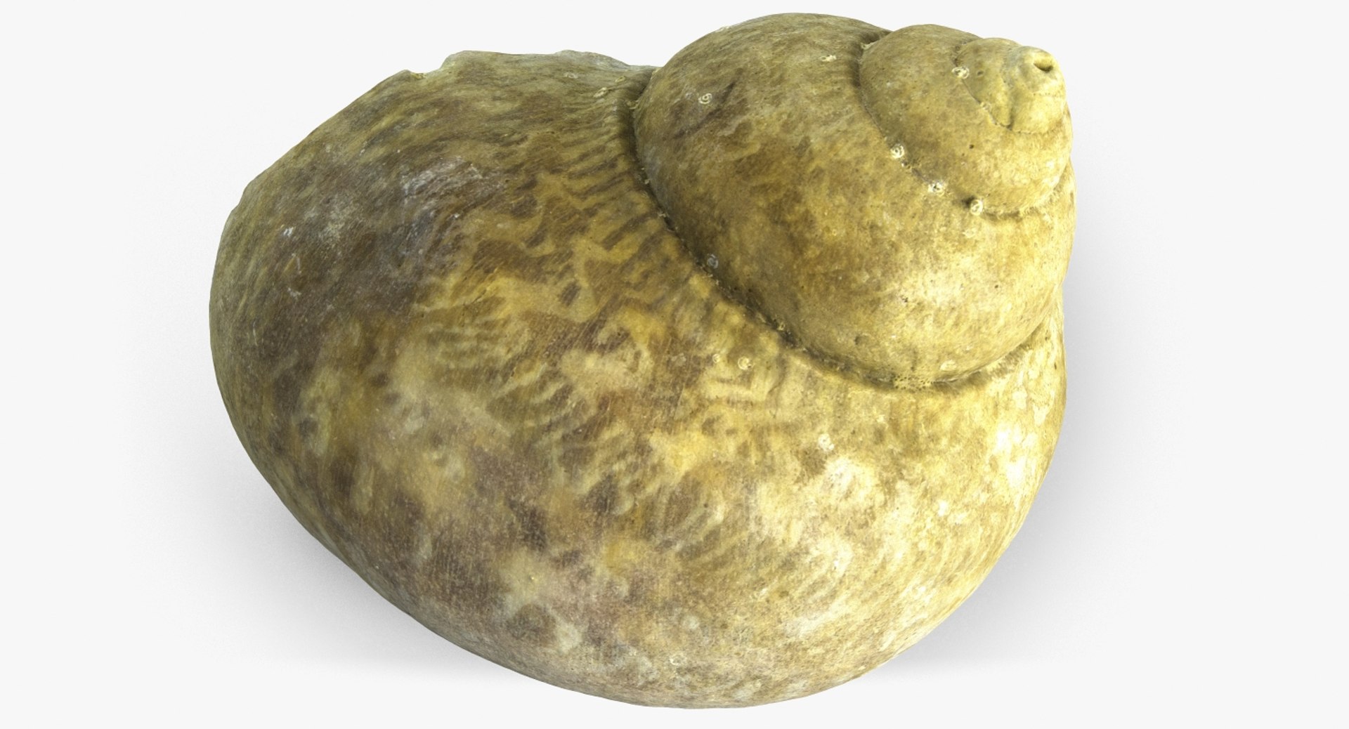 3d Model Of Snail Shell