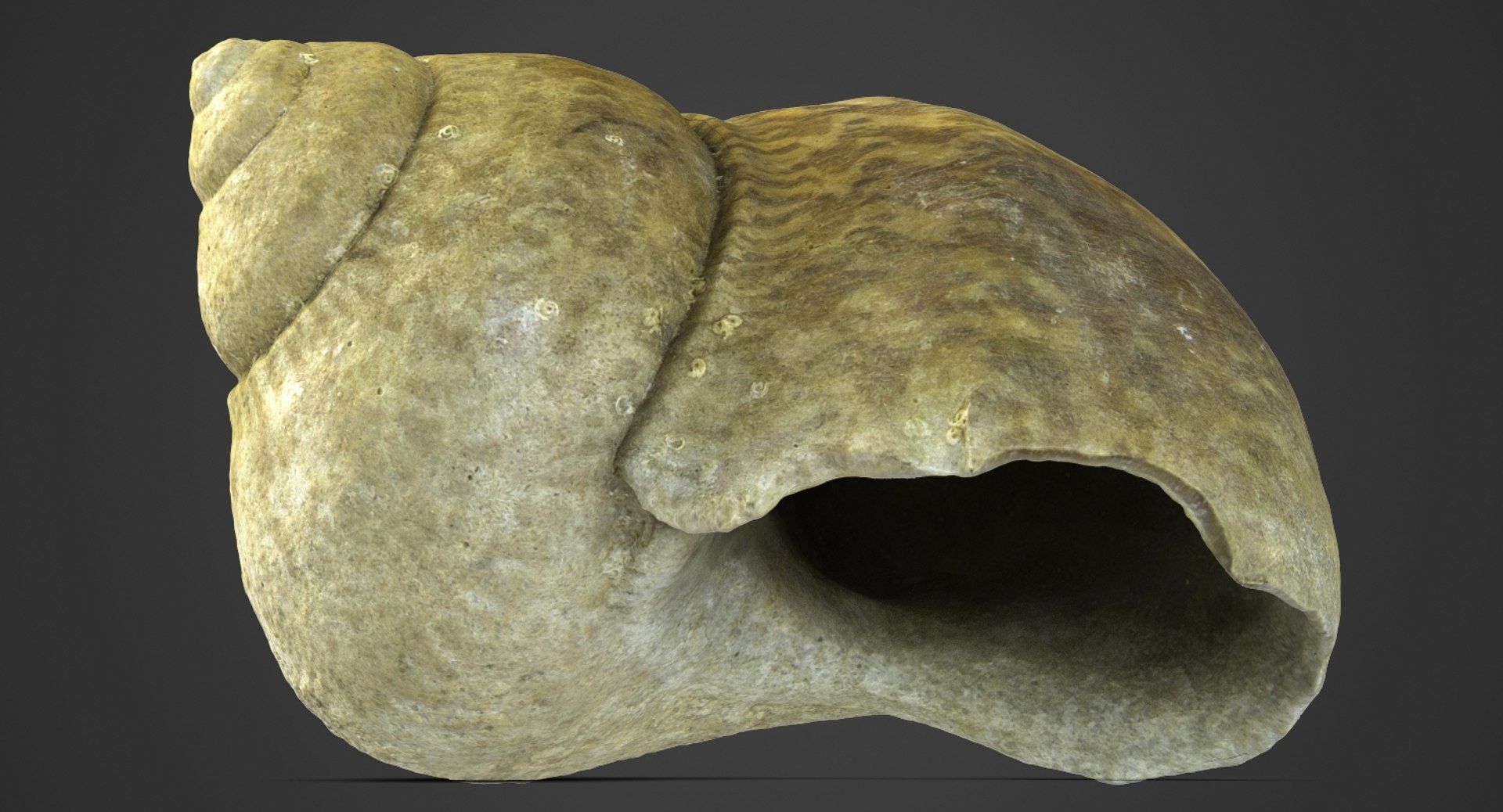 3d Model Of Snail Shell