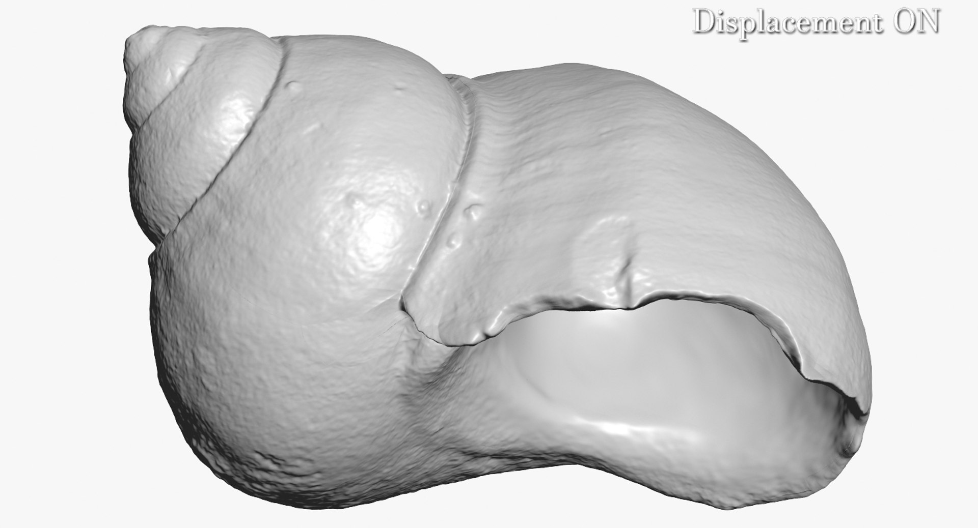 3d Model Of Snail Shell