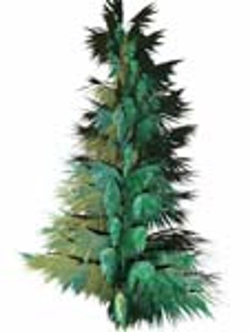 Conifer Bryce 3d Lwo