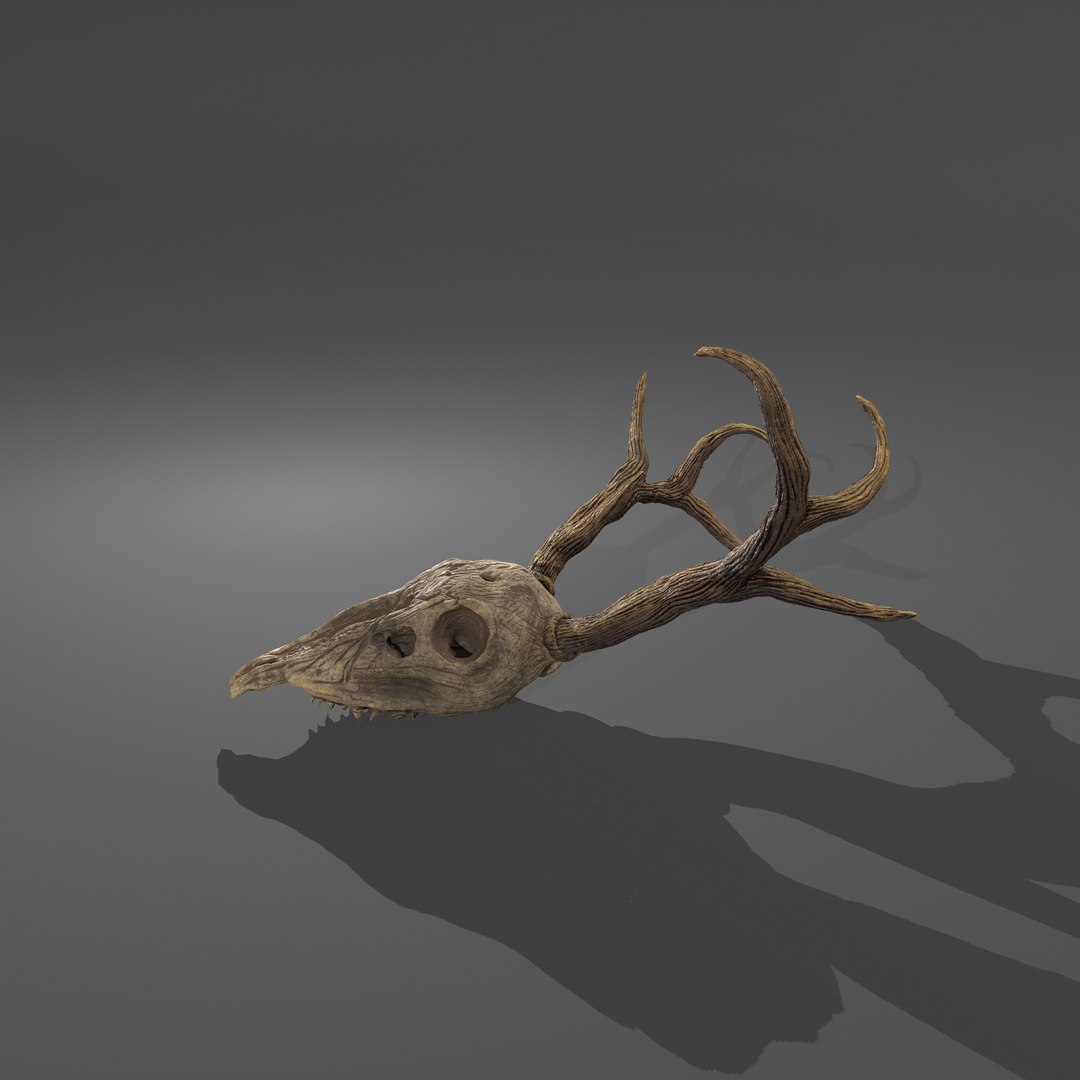3D stag animal skull model - TurboSquid 1406586