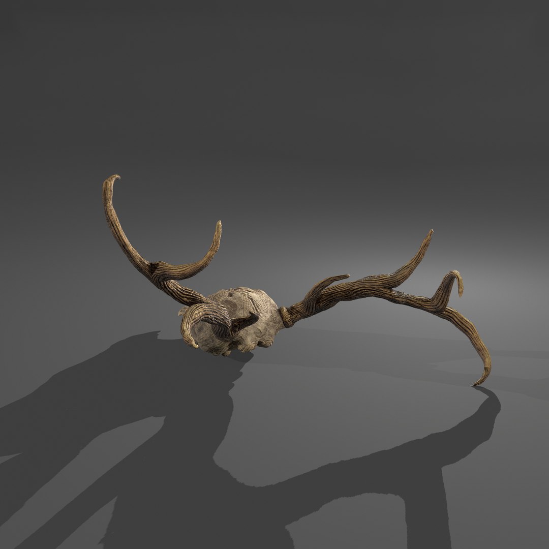 3D stag animal skull model - TurboSquid 1406586