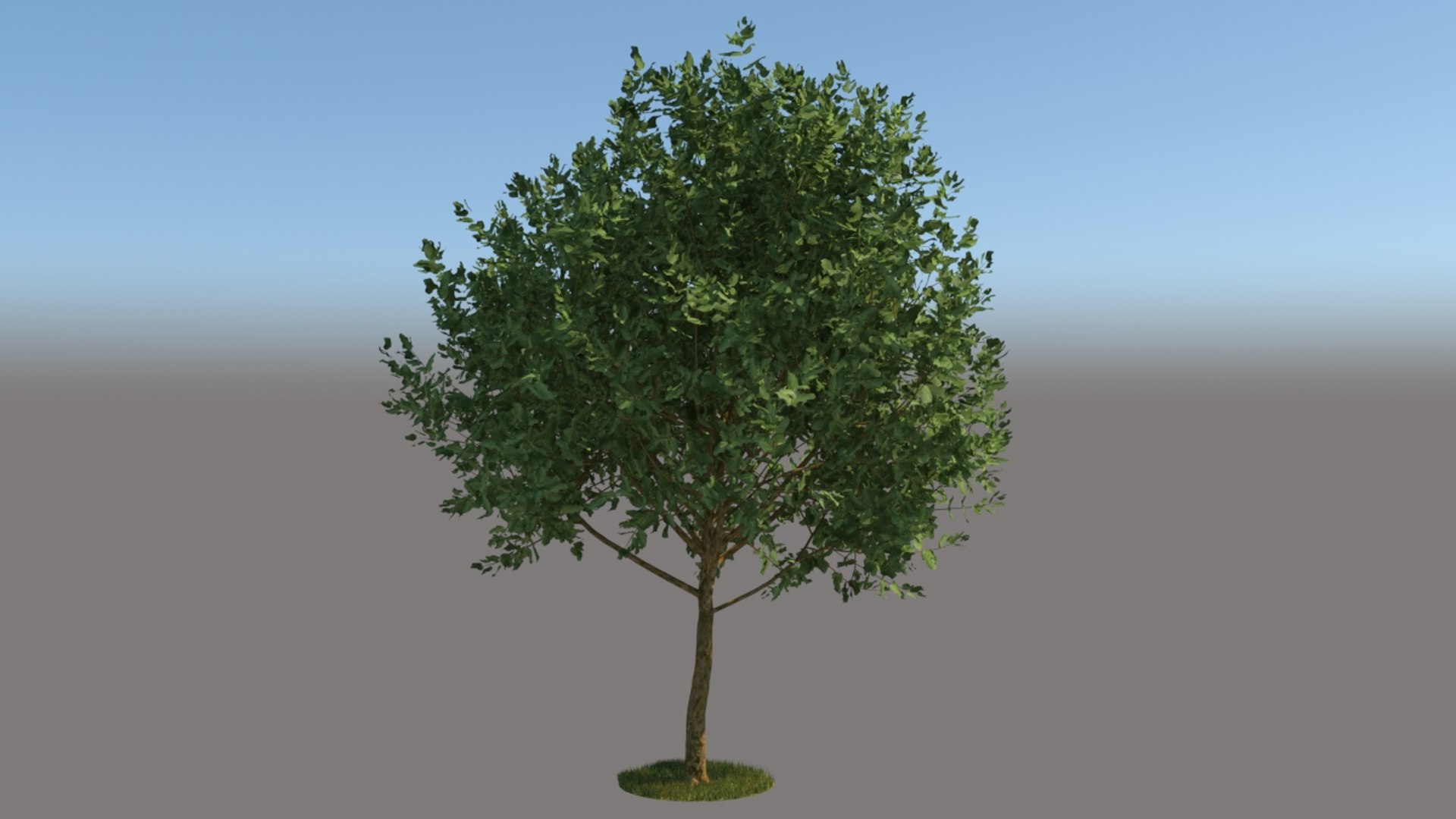 Ficus Sycomorus Sycamore Fig 3d Obj