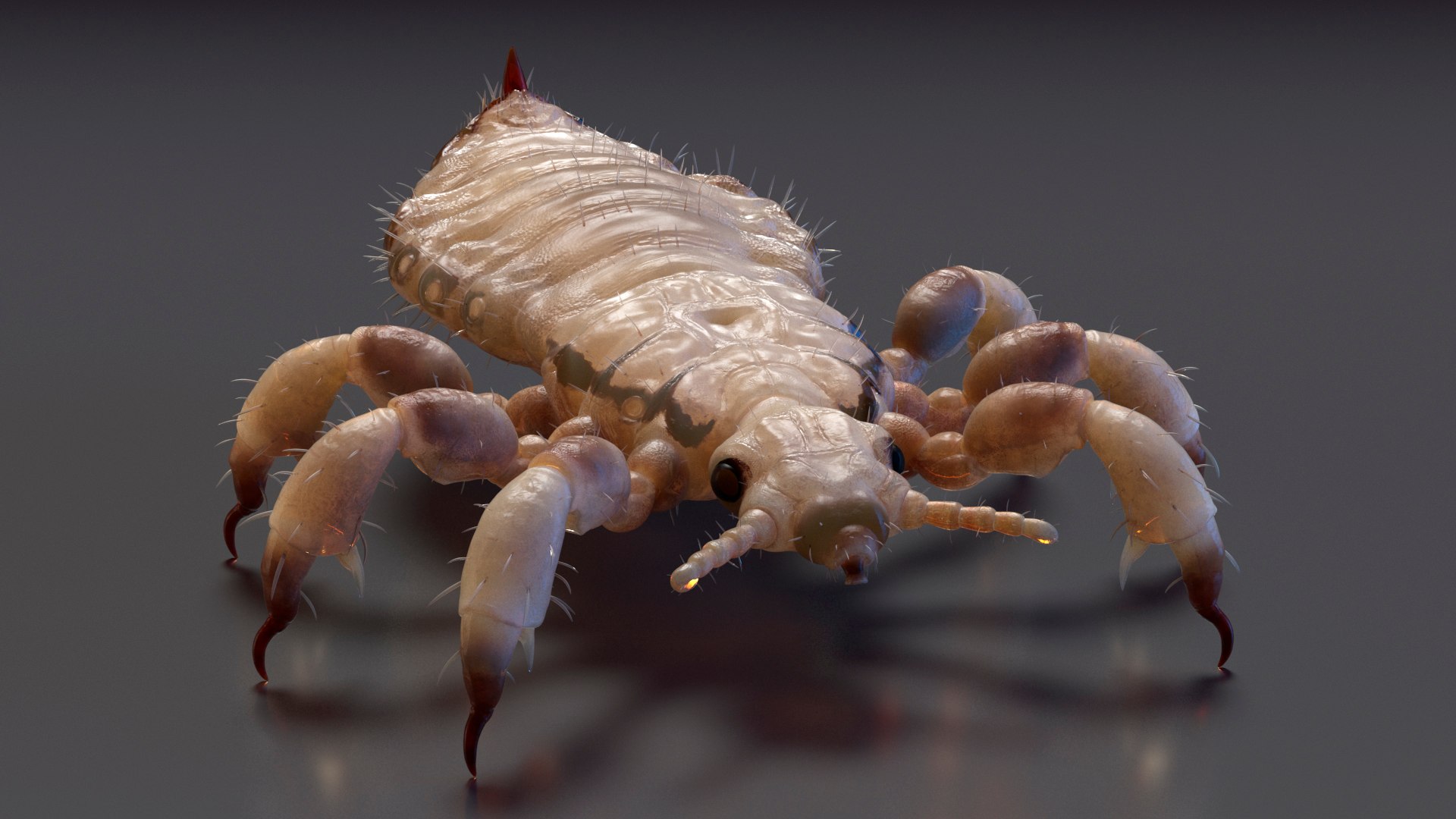 3D Biting Louse White Model - TurboSquid 2284273