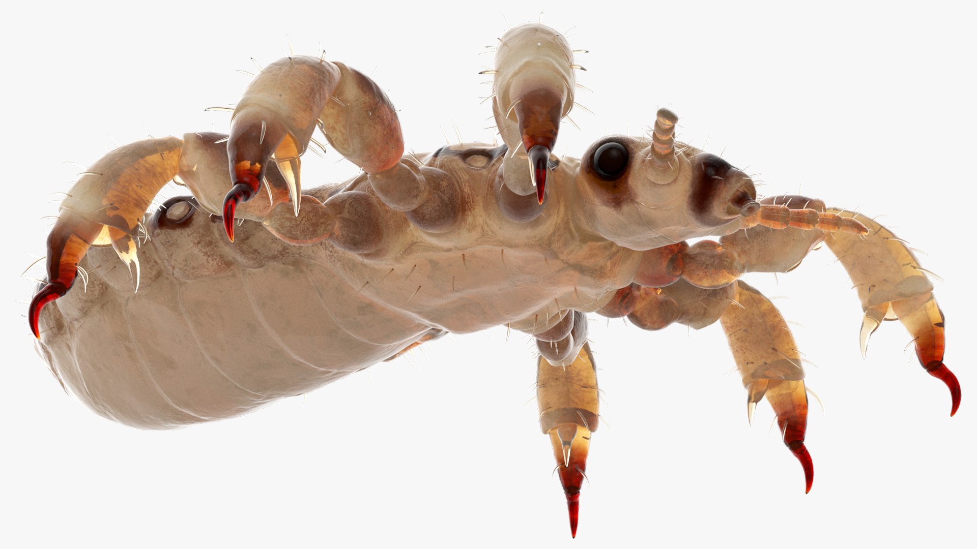 3D Biting Louse White Model - TurboSquid 2284273