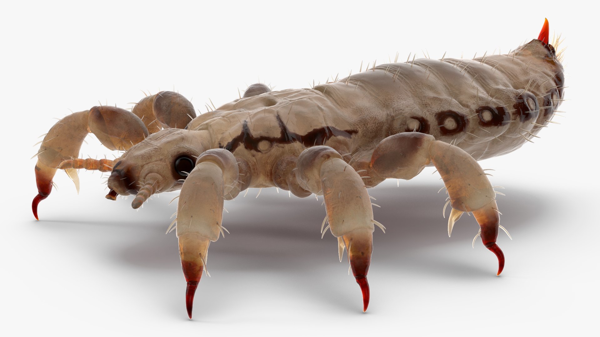 3D Biting Louse White Model - TurboSquid 2284273