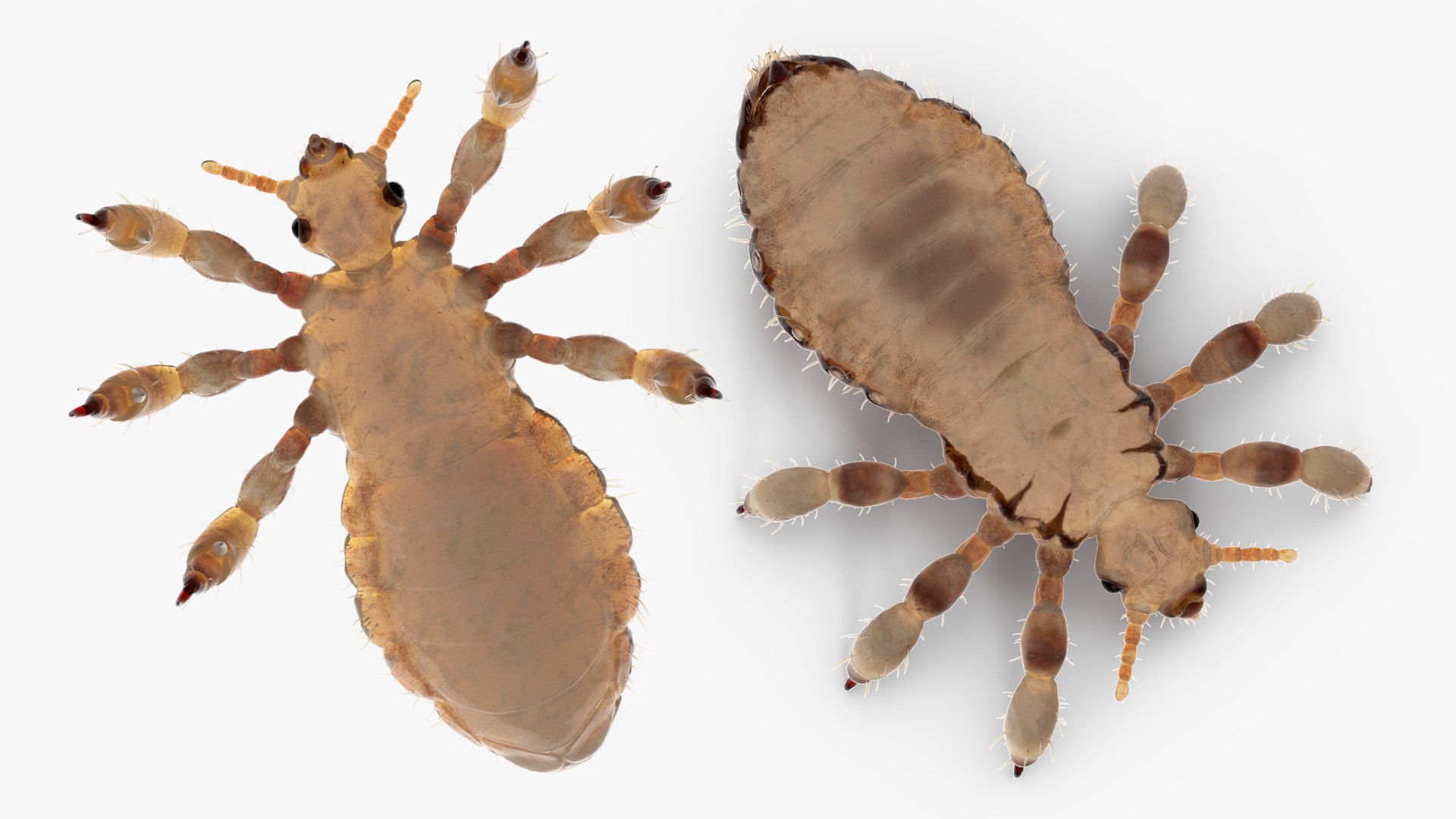 3D Biting Louse White Model - TurboSquid 2284273