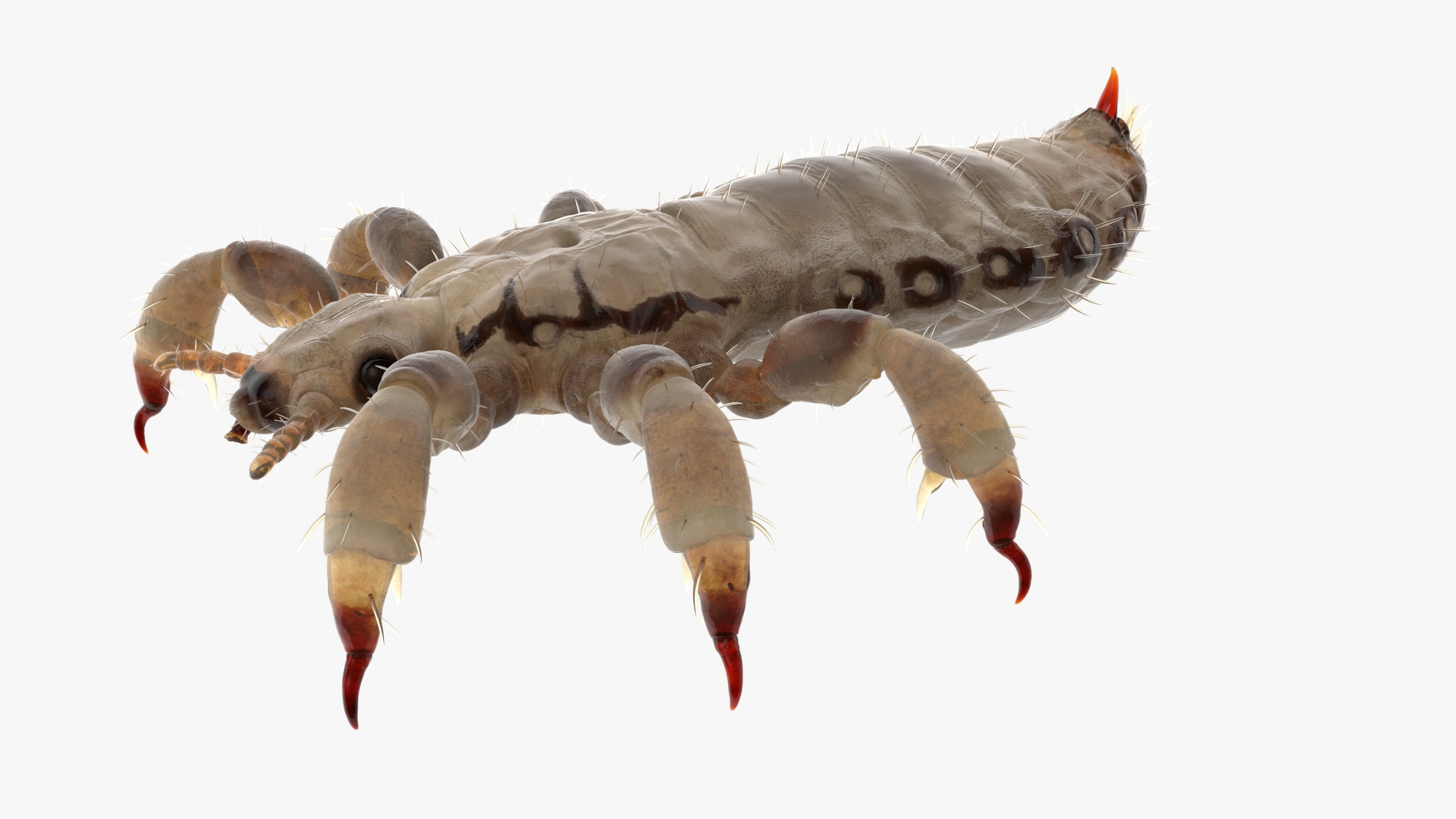 3D Biting Louse White Model - TurboSquid 2284273
