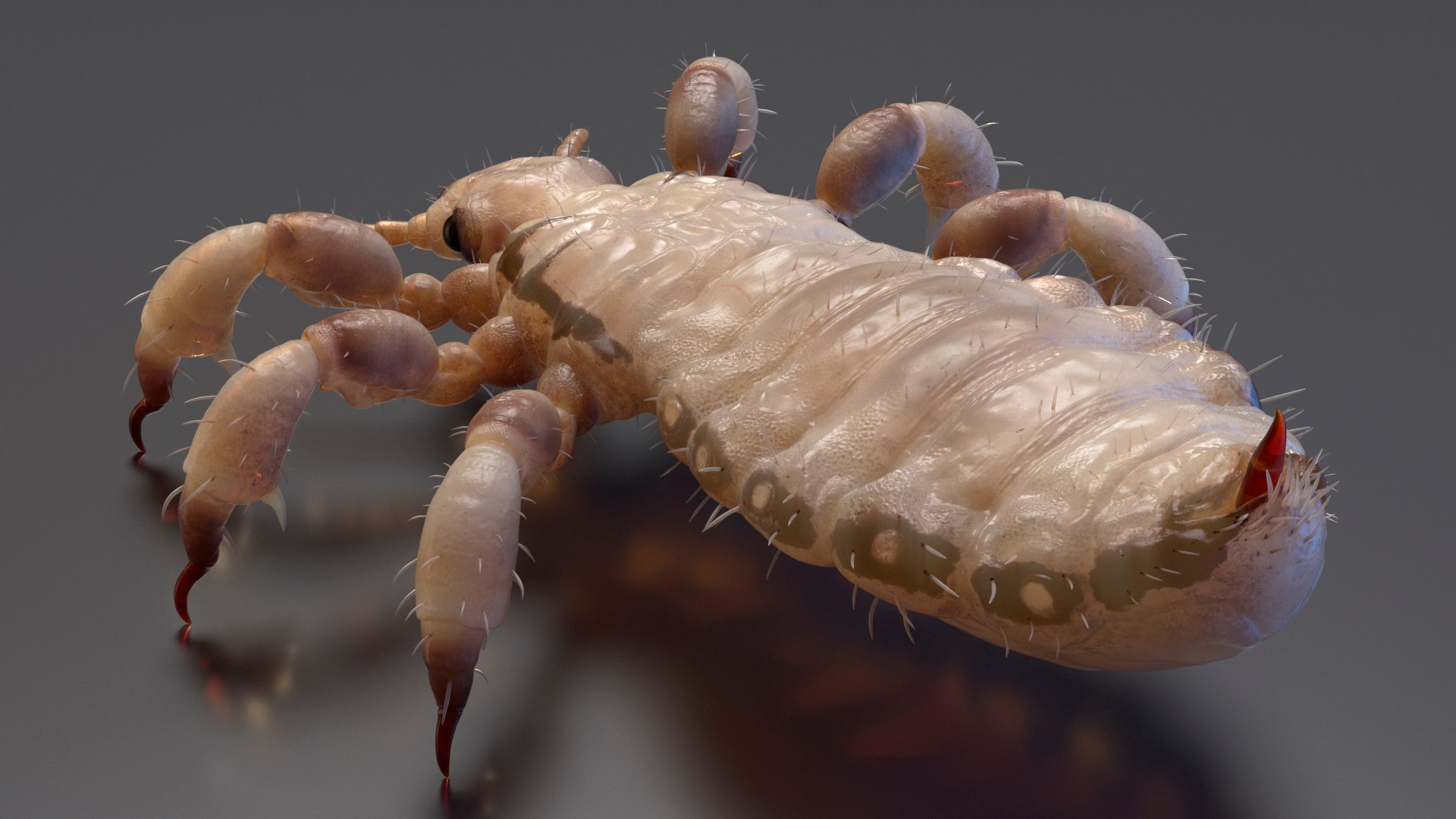 3D Biting Louse White Model - TurboSquid 2284273