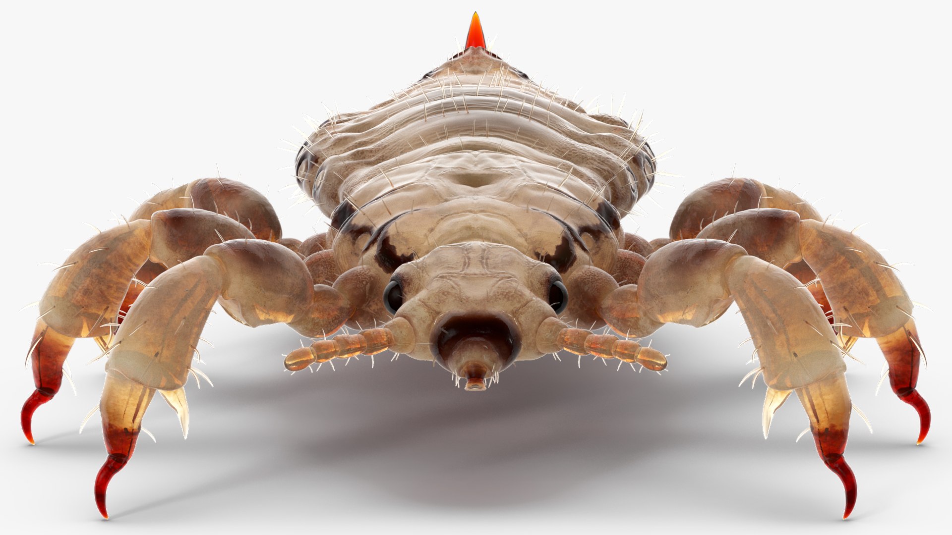 3D Biting Louse White Model - TurboSquid 2284273