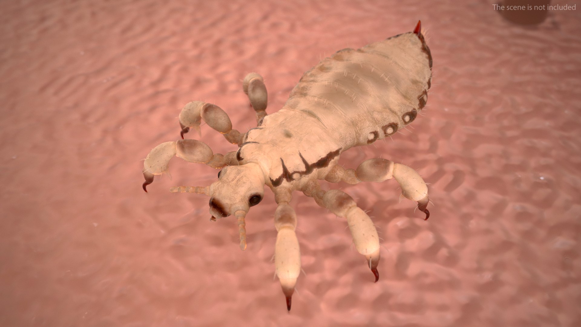 3D Biting Louse White Model - TurboSquid 2284273