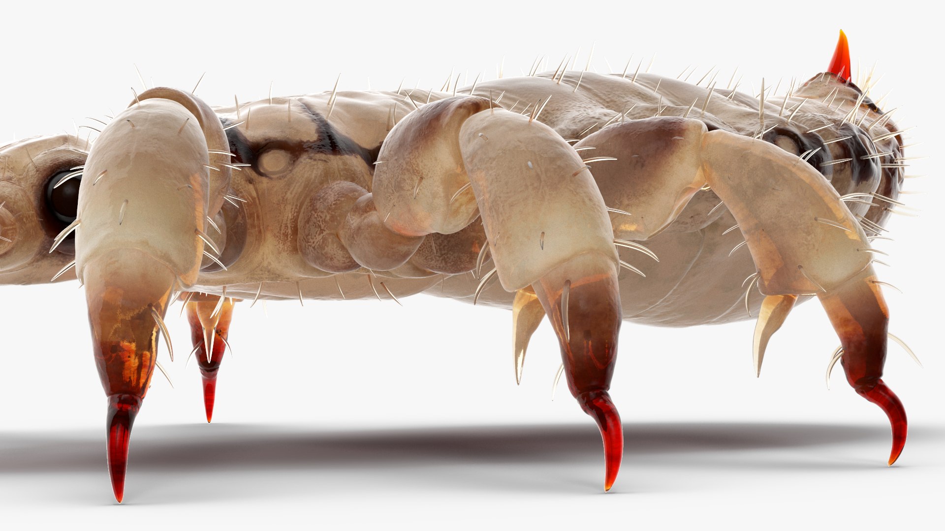 3D Biting Louse White Model - TurboSquid 2284273