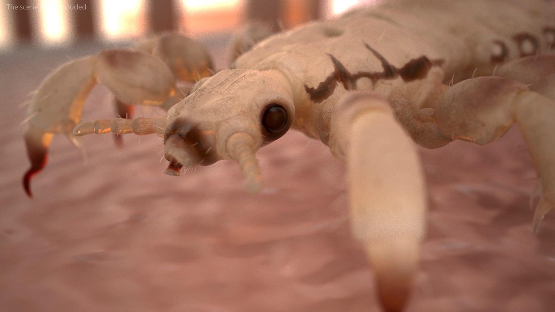 3D Biting Louse White Model - TurboSquid 2284273