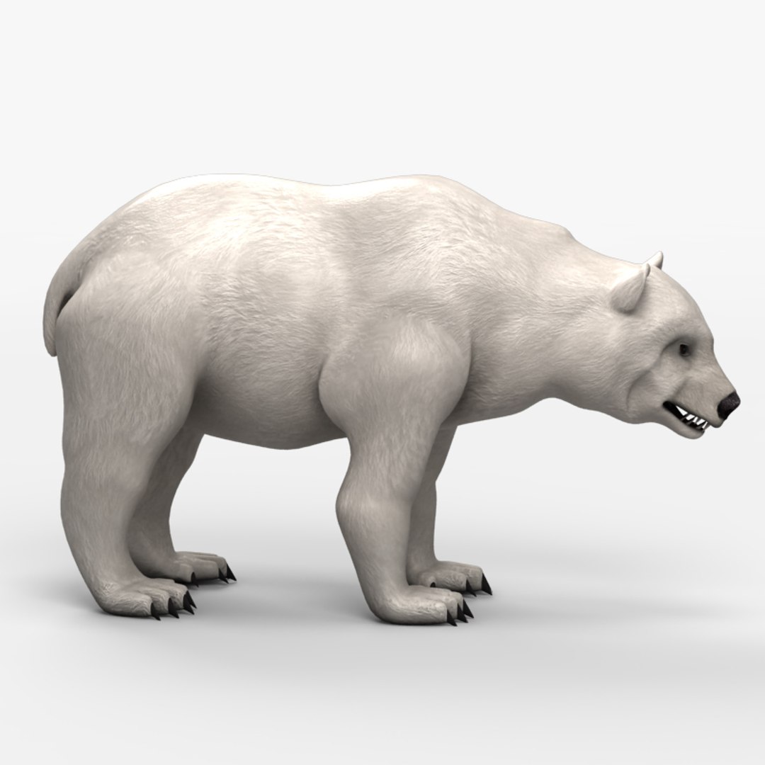3d bear