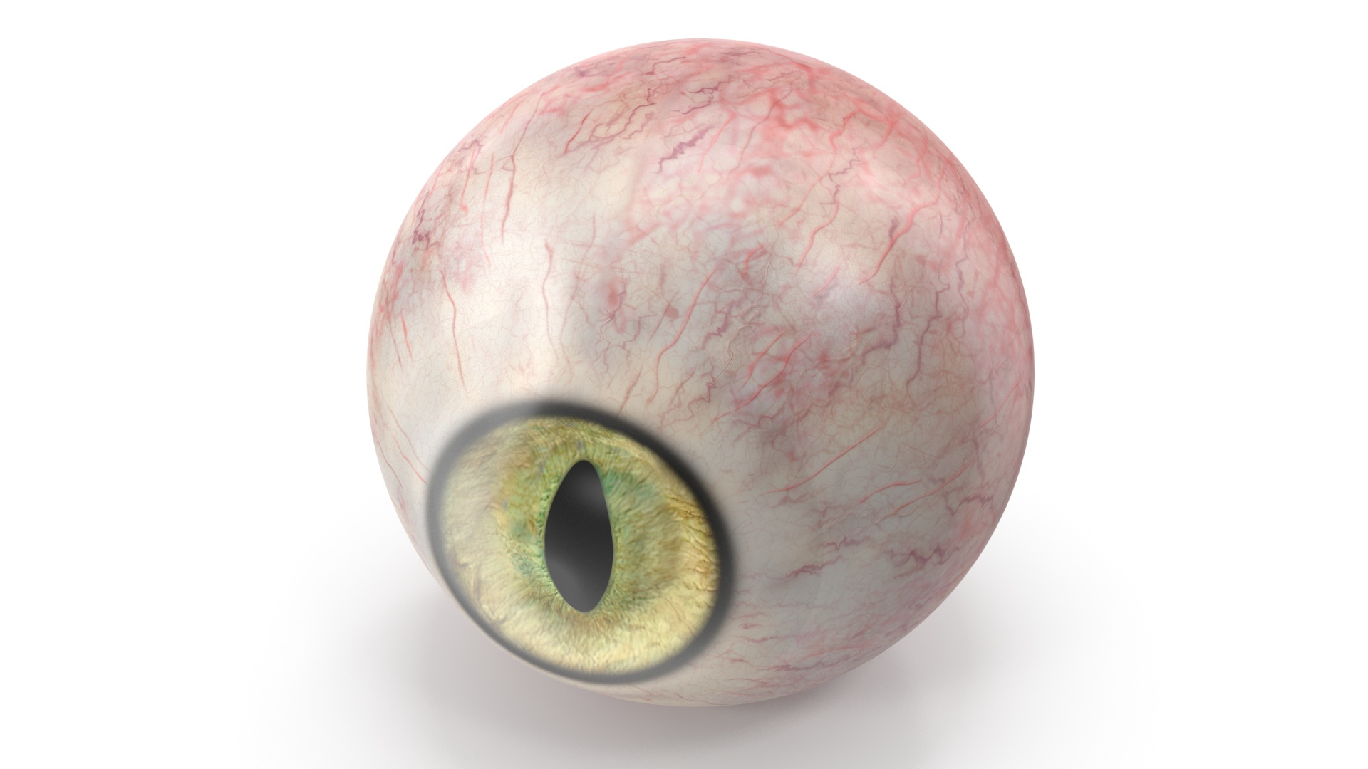 3D Model Realistic Cat Eye - TurboSquid 2195684