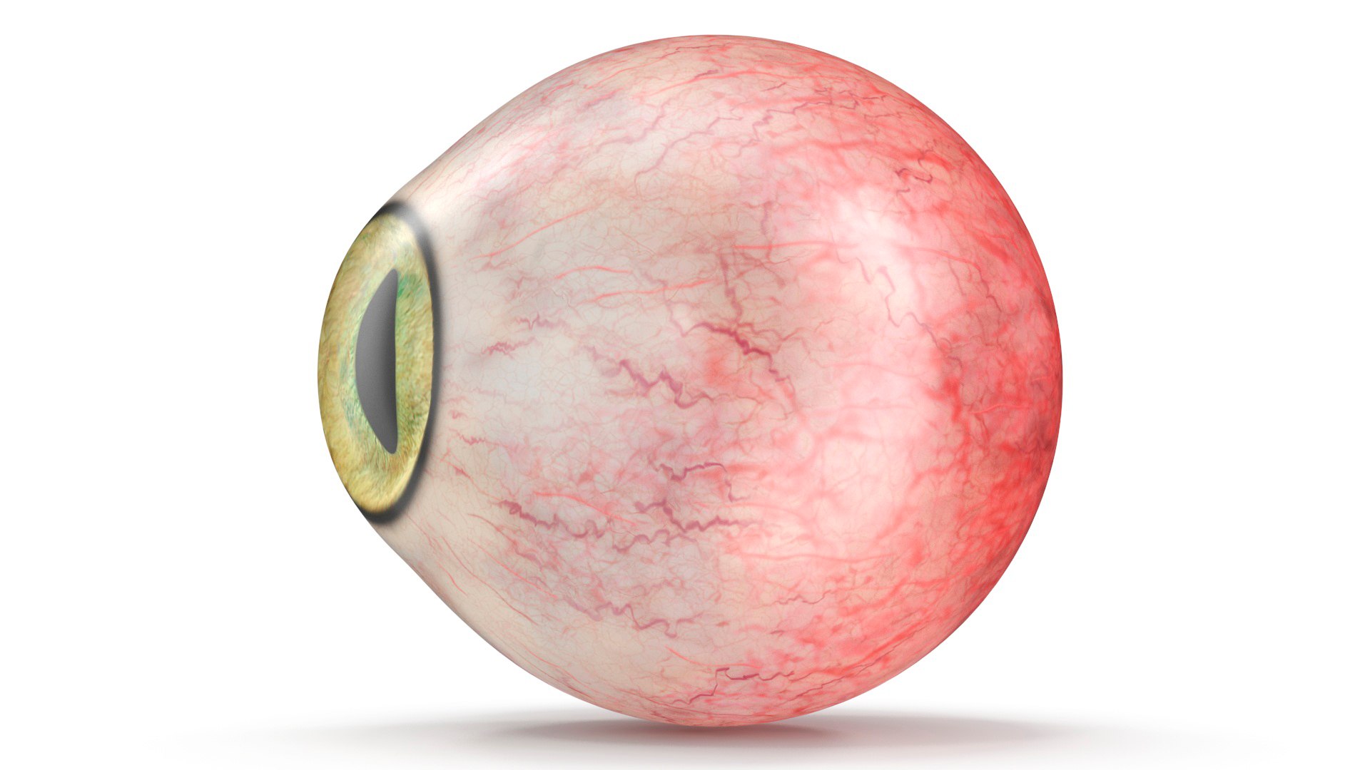 3D Model Realistic Cat Eye - TurboSquid 2195684