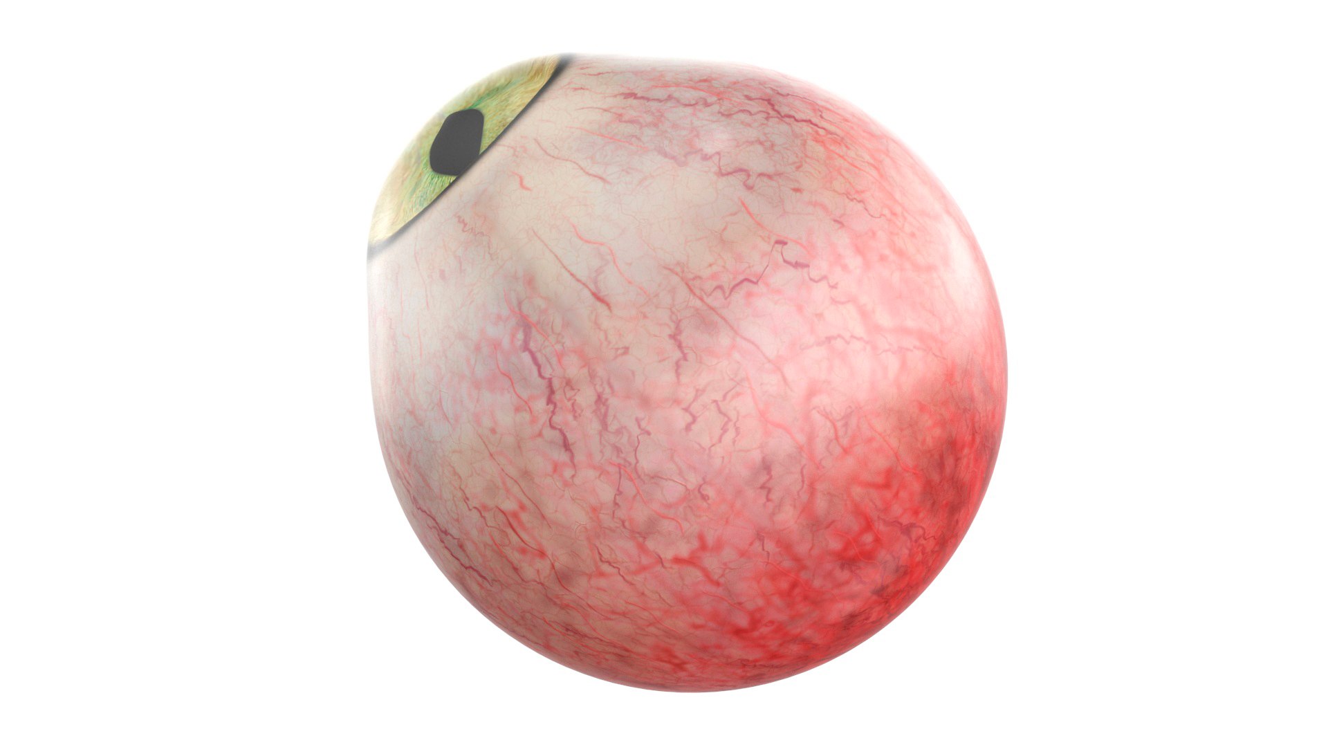 3D Model Realistic Cat Eye - TurboSquid 2195684