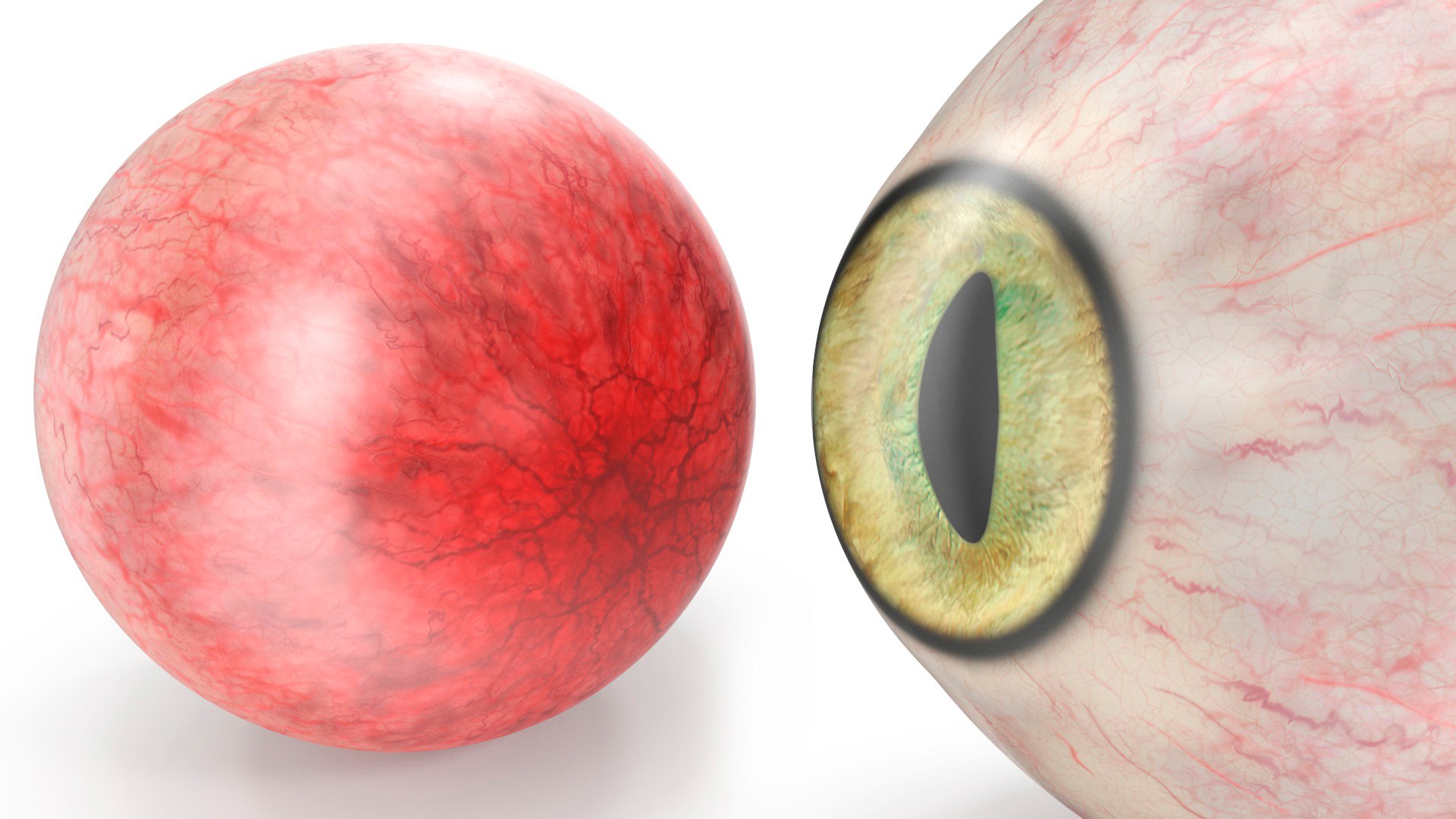 3D Model Realistic Cat Eye - TurboSquid 2195684