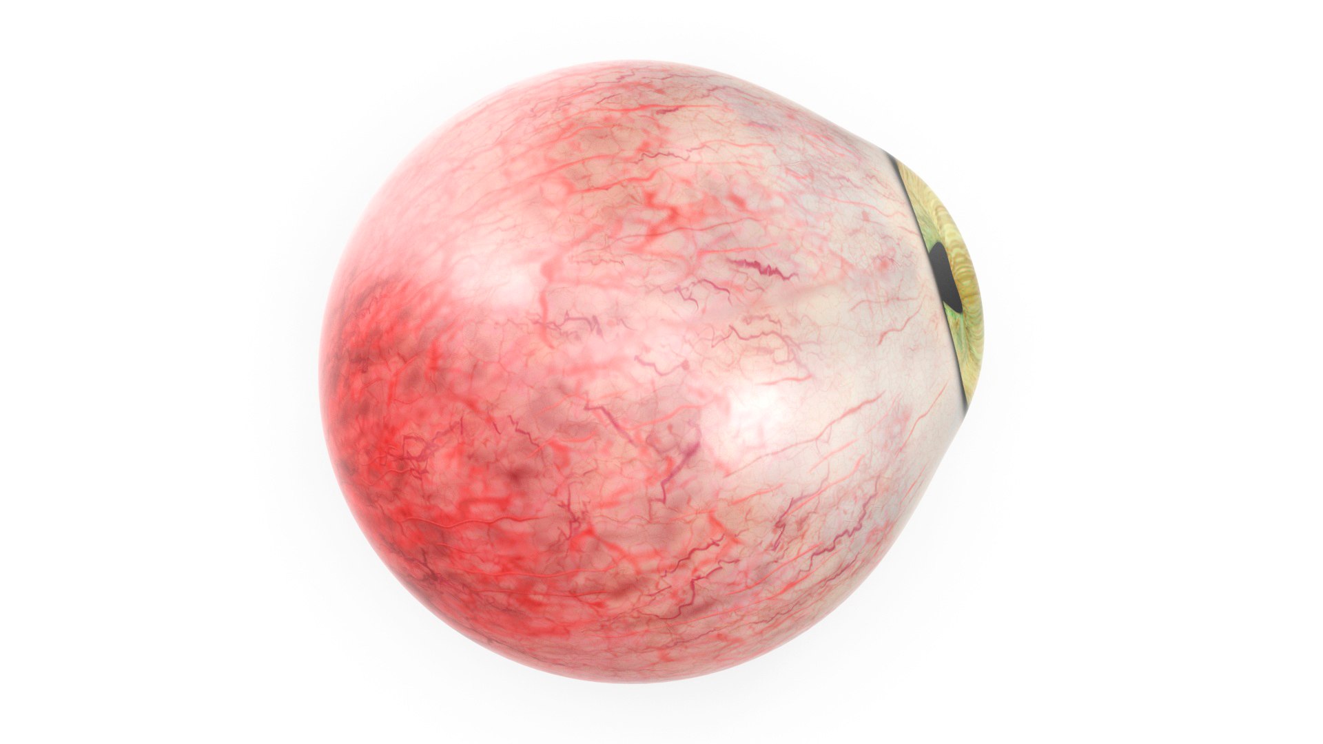 3D Model Realistic Cat Eye - TurboSquid 2195684