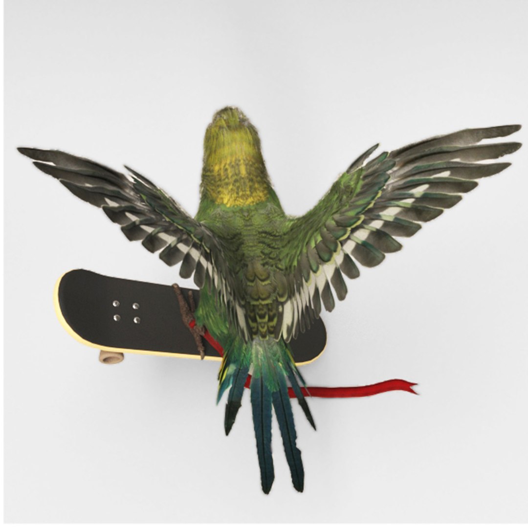 3D Parrot1 - TurboSquid 2155549