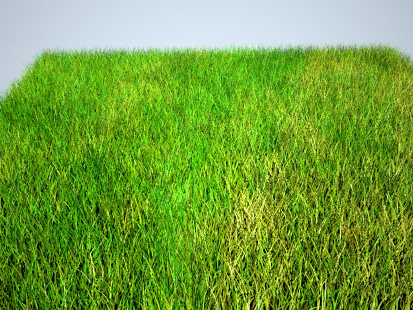 Free Grass 3d Model