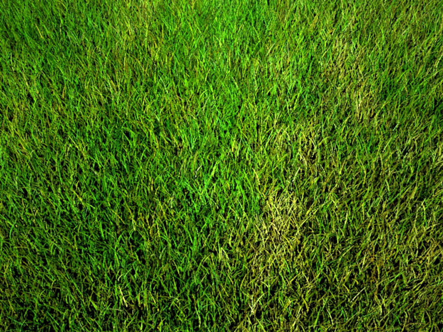 Free Grass 3d Model
