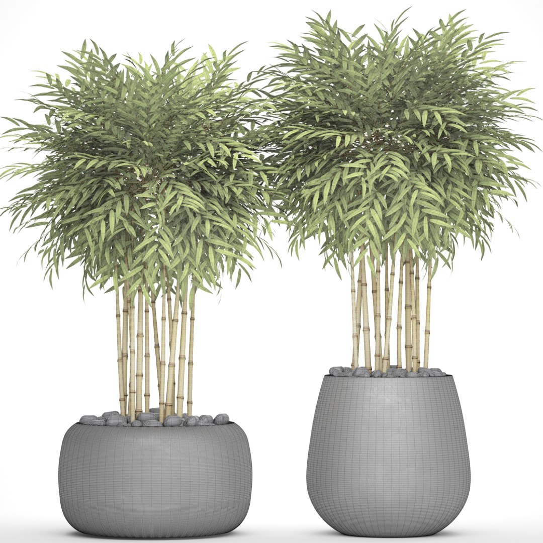 Bamboo Trees Model - TurboSquid 1153227