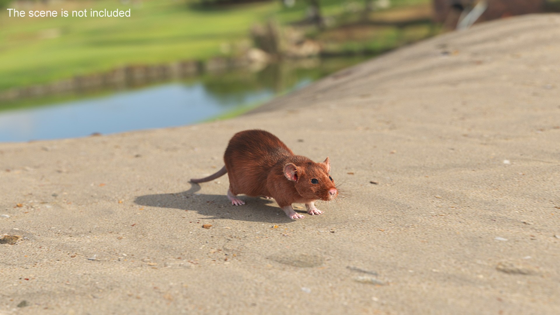 Common Rat Rigged Fur 3D Model - TurboSquid 2287585