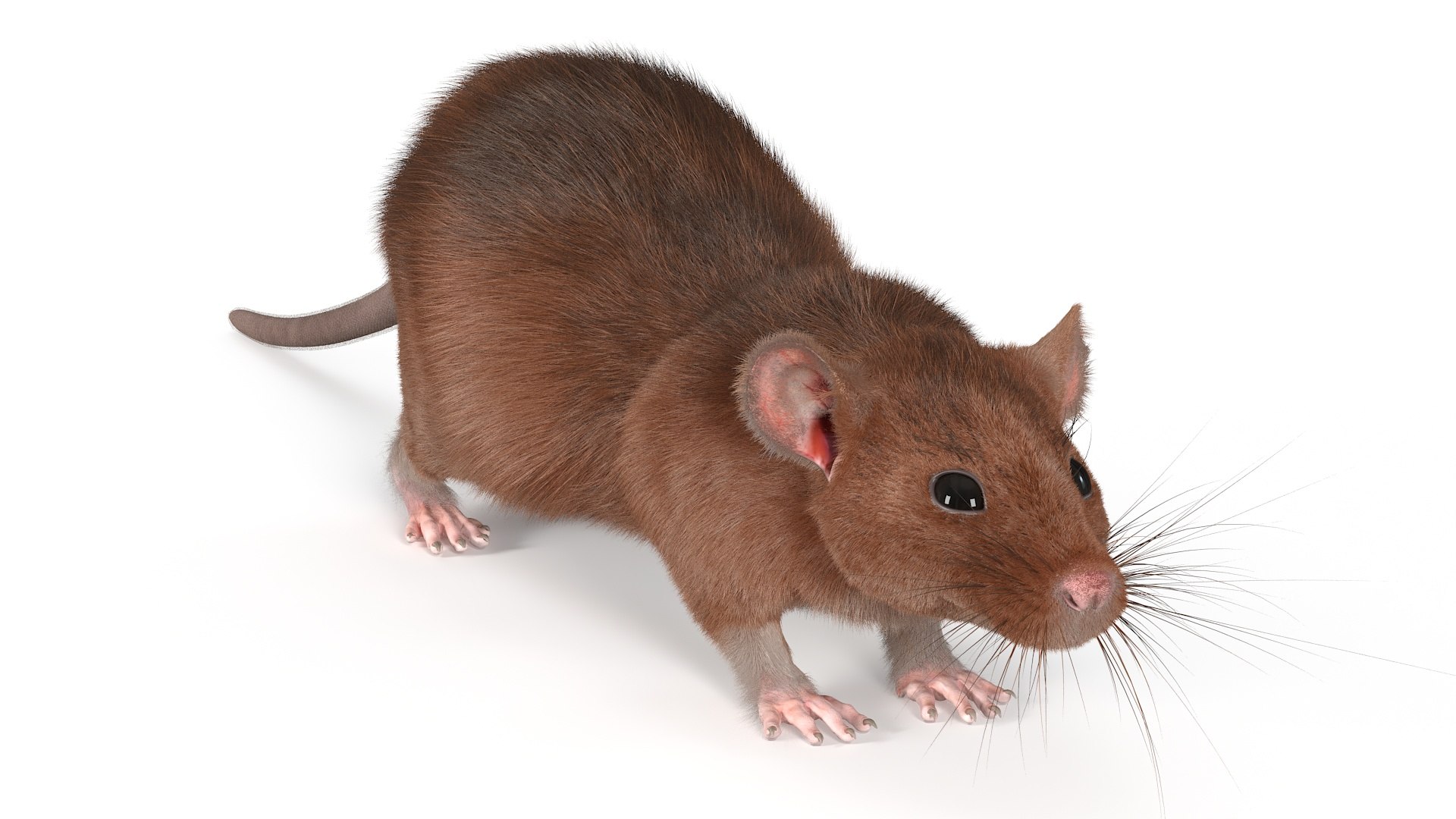 Common Rat Rigged Fur 3D Model - TurboSquid 2287585