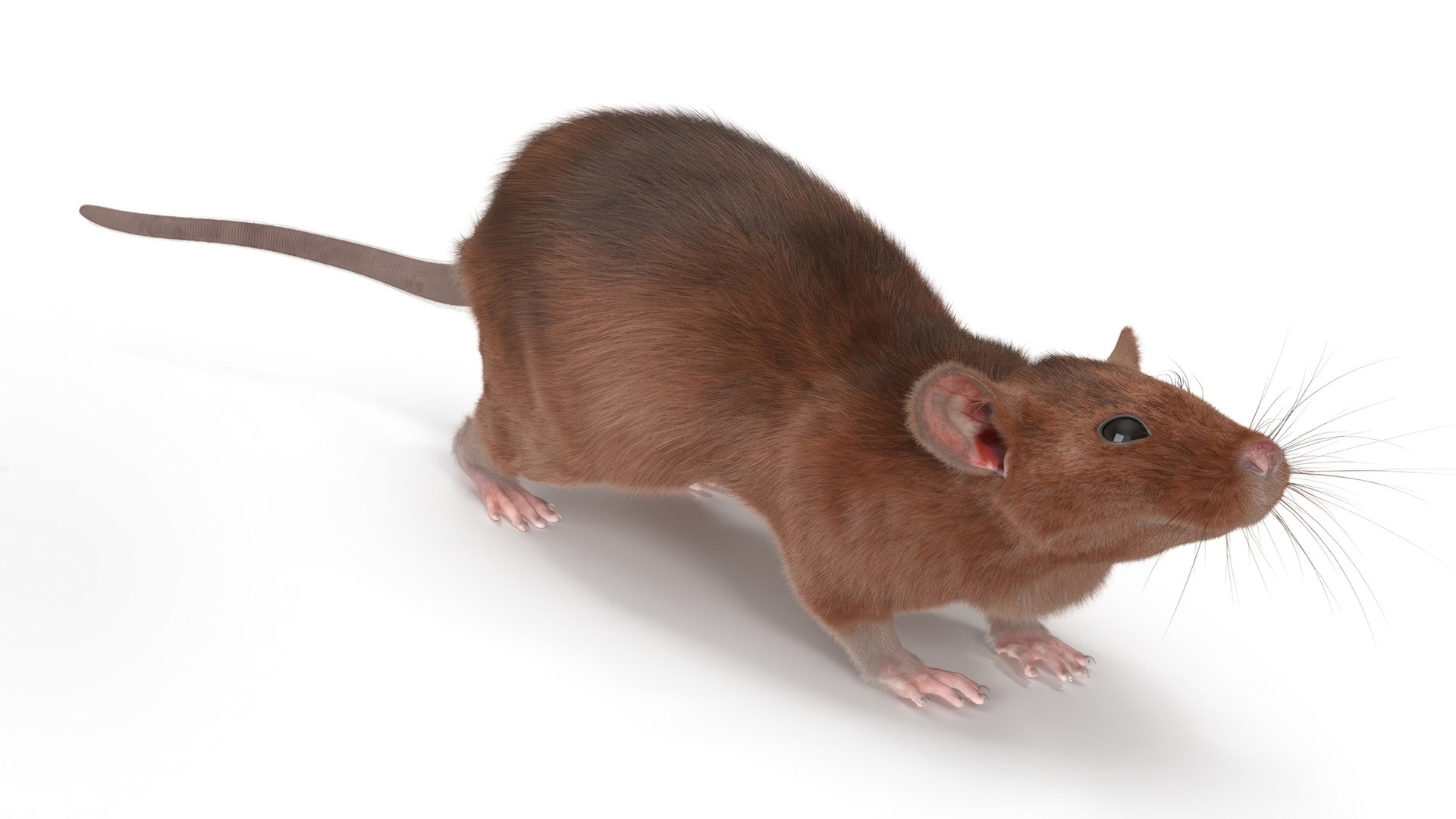 Common Rat Rigged Fur 3D Model - TurboSquid 2287585
