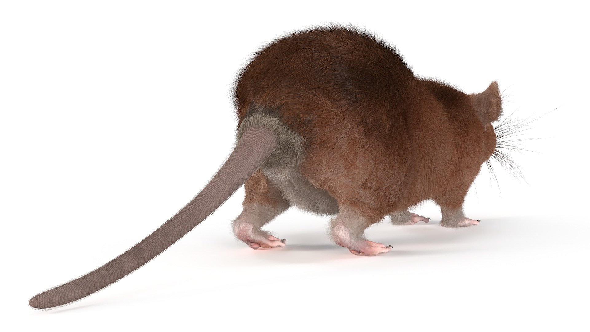 Common Rat Rigged Fur 3D Model - TurboSquid 2287585