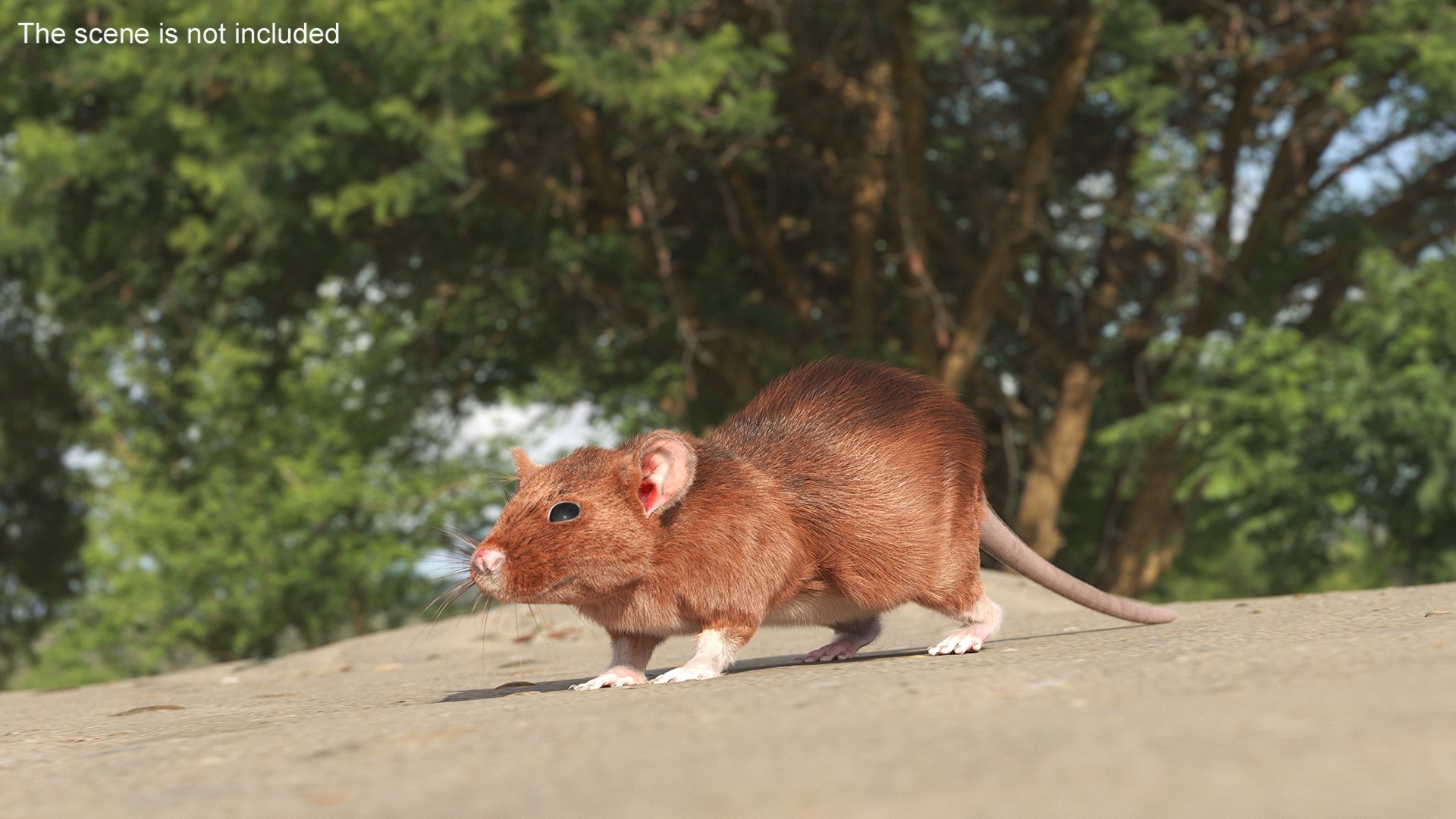 Common Rat Rigged Fur 3D Model - TurboSquid 2287585